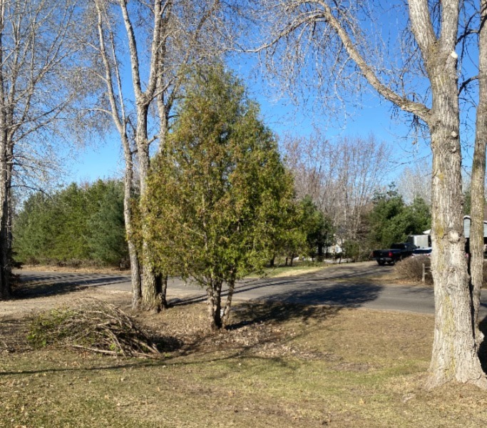 Top Tier Tree LLC – Tree Removal, Stump Grinding, Tree Trimming & Pruning, Contact us today for ...