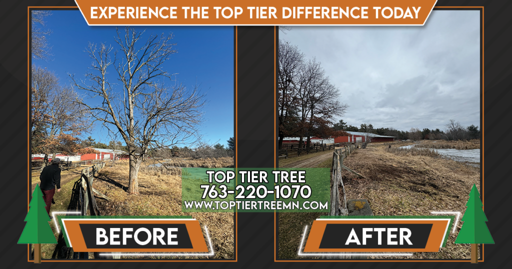 Our Gallery – Top Tier Tree LLC