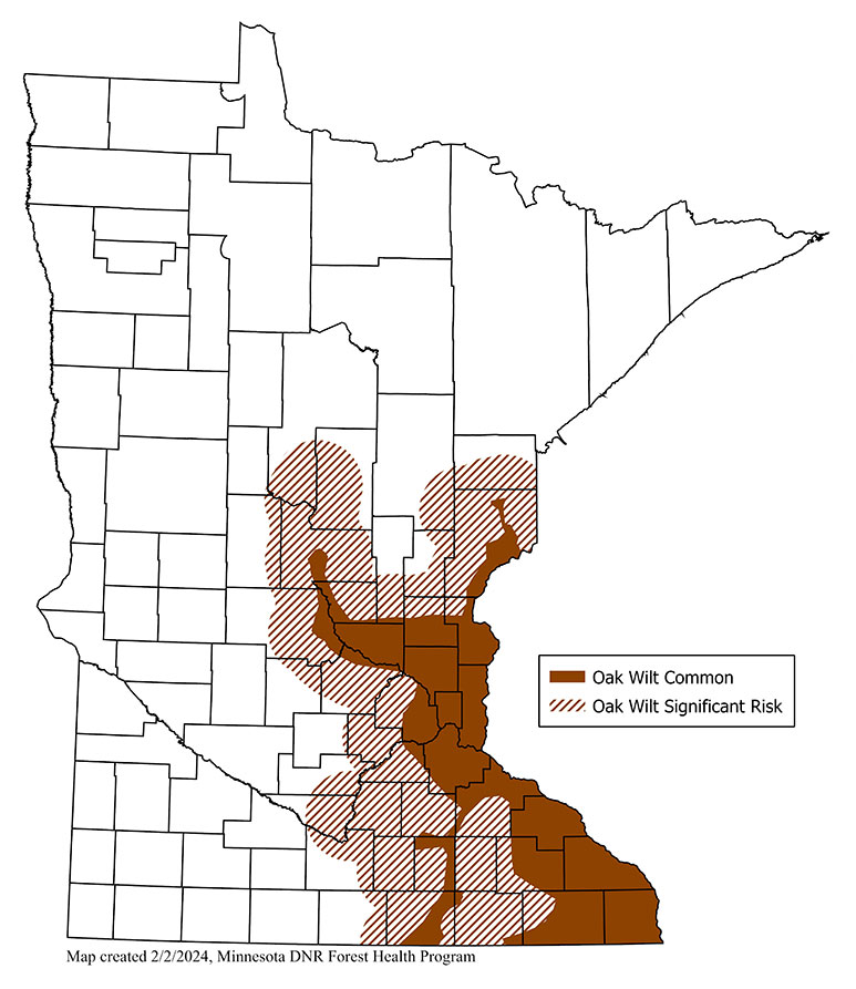 Oak Wilt in Minnesota – Top Tier Tree LLC
